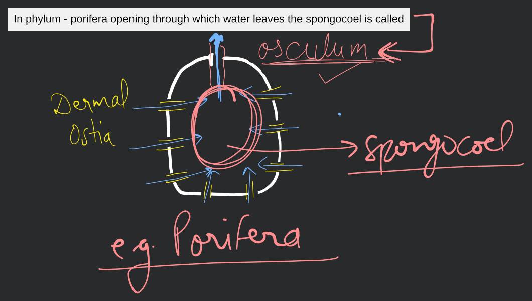 In phylum-Porifera opening through which water leaves the spongocoel is c..