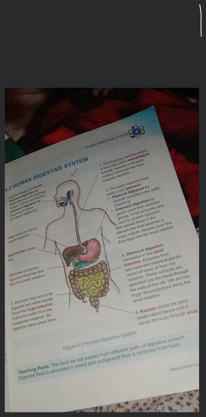 4.2 HUMAN DIGESTIVE SYSTEM Digestion begins in mouth: Physical digestion