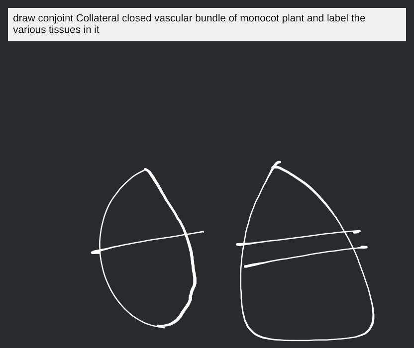 draw conjoint Collateral closed vascular bundle of monocot plant and labe..