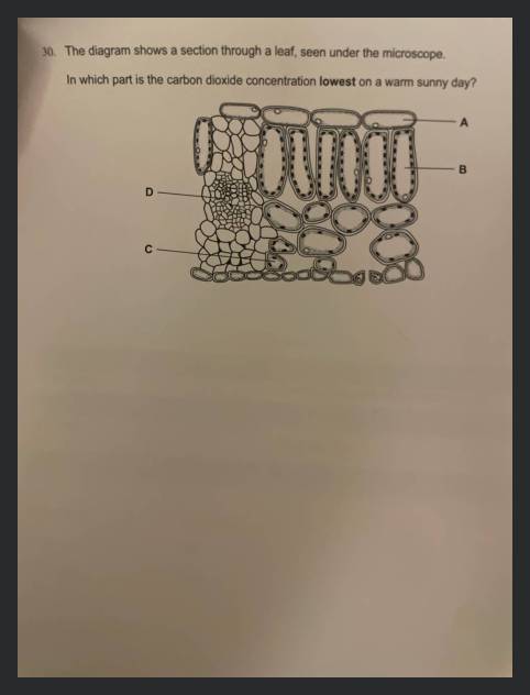 30. The diagram shows a section through a leaf, seen under the microscope..