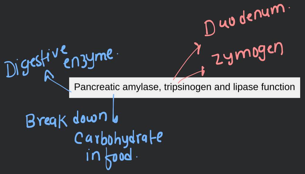 Pancreatic amylase, tripsinogen and lipase function | Filo