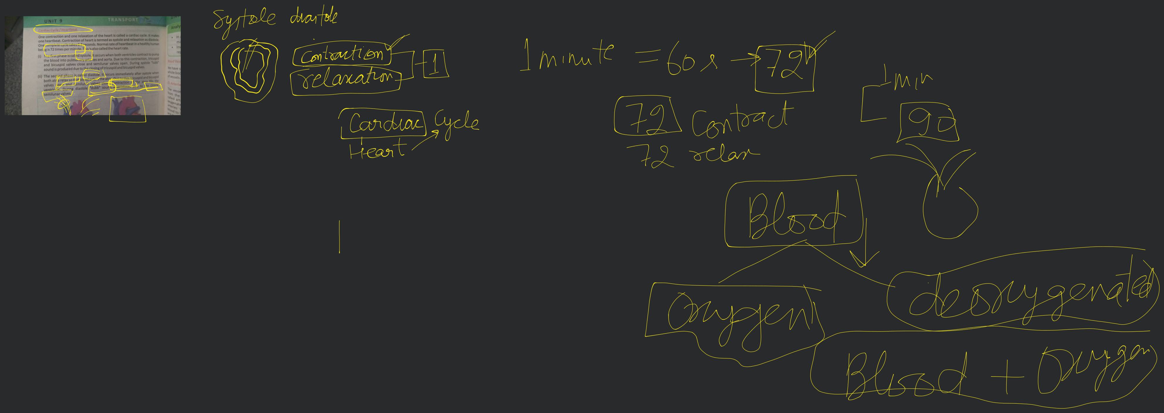UNIT 9 TRANSPORT Cardiac Cycle / Heartbeat One contraction and one relaxa..