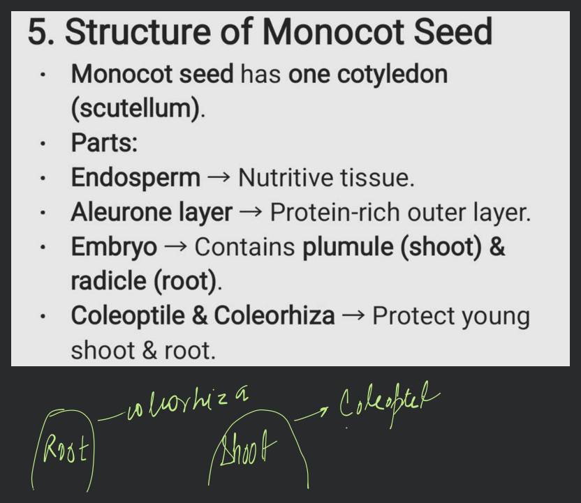 5. Structure of Monocot Seed- Monocot seed has one cotyledon (scutellum)..