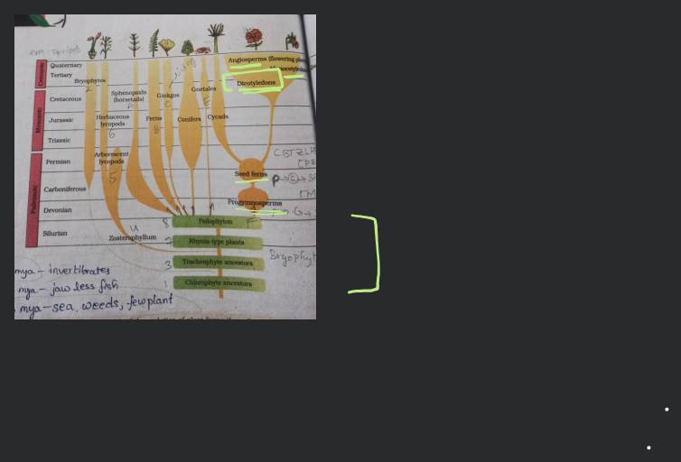 Paleozoic era Period Cenozoic Quaternary Tertiary Mesozoic ng Angiosperms..