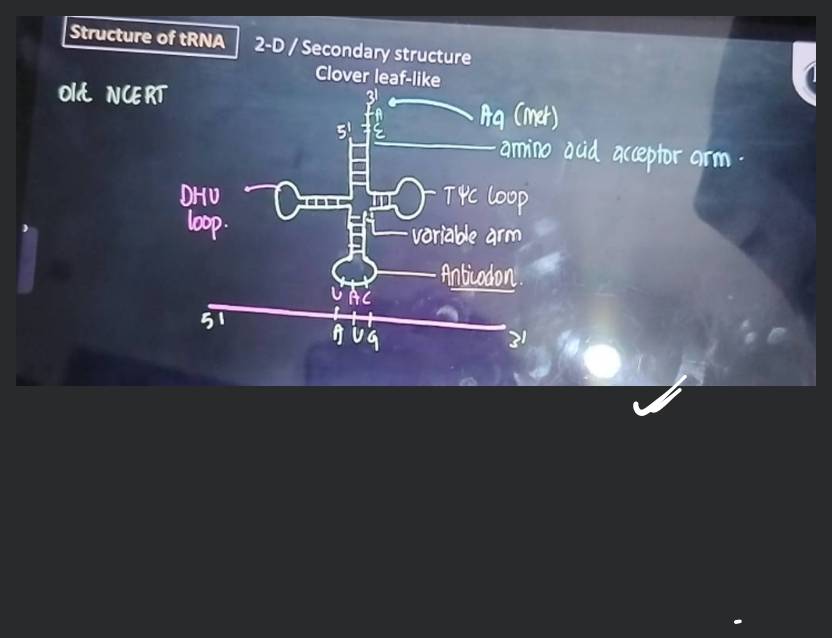 Structure of tRNA 2-D / Secondary structure OIR NCERT | Filo