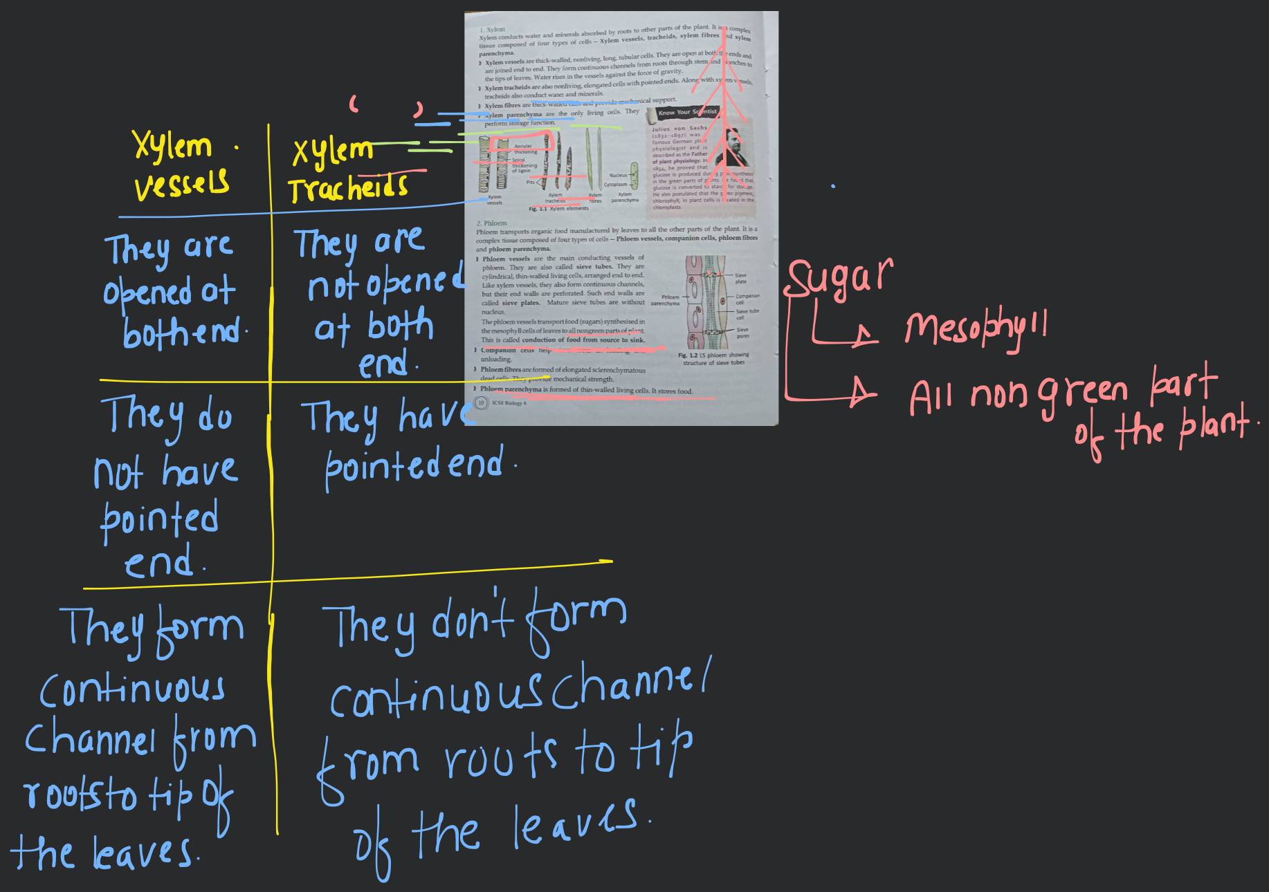 Xylem conducts water and minerals absorbed by roots to other parts of the..