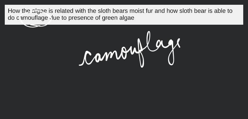 How the algae is related with the sloth bears moist fur and how sloth bea..