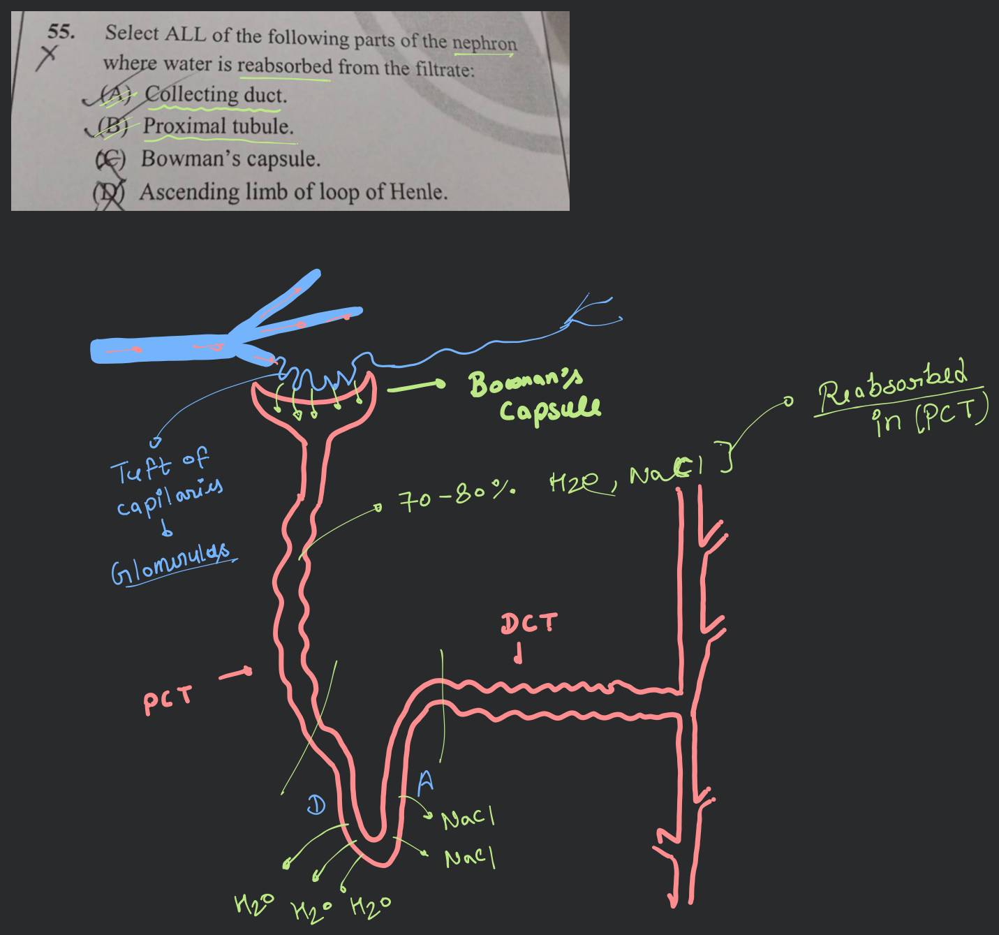 Select ALL of the following parts of the nephron where water is reabsorbe..