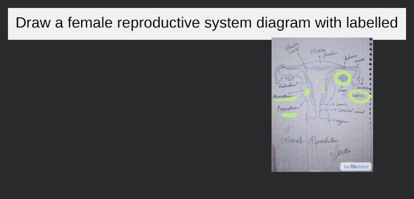 Draw a female reproductive system diagram with labelled | Filo