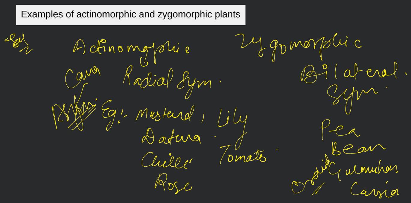 Examples of actinomorphic and zygomorphic plants | Filo