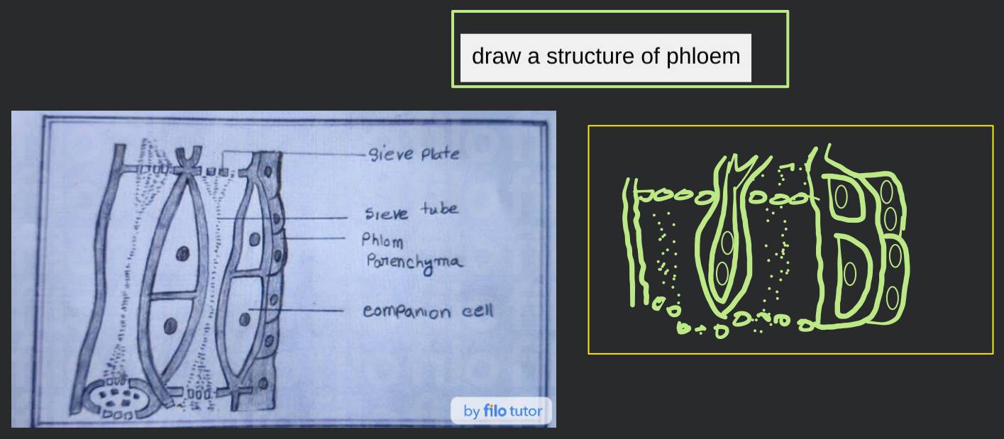 draw a structure of phloem | Filo