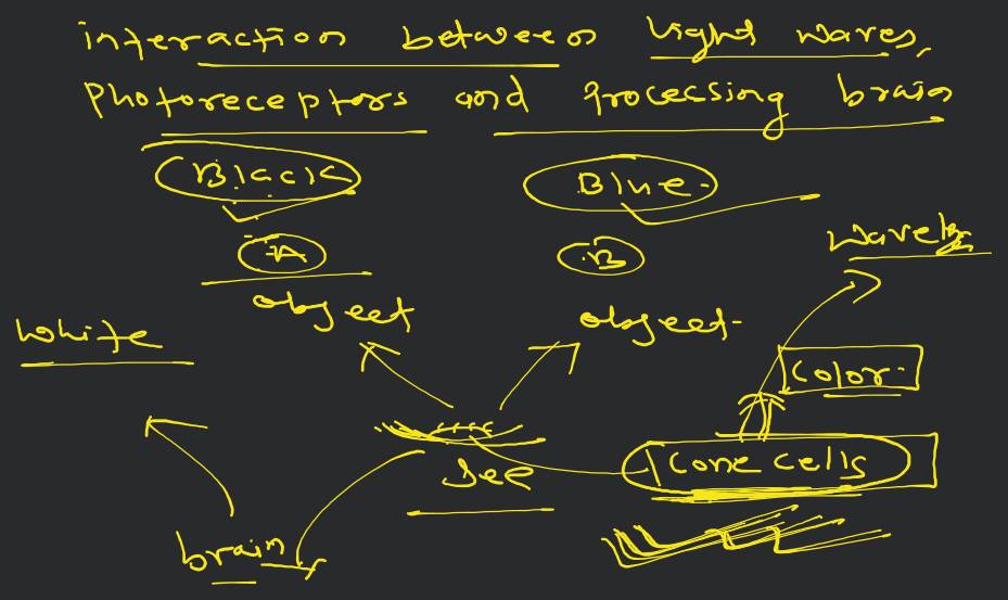 How do we see colors? | Filo